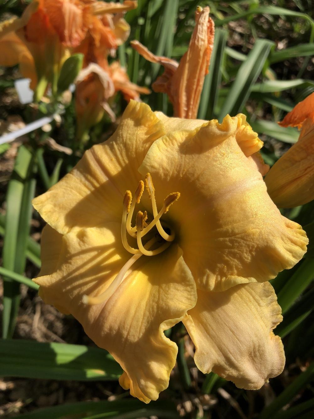 Daylily (Hemerocallis 'Sailor's Sunset') in the Daylilies Database ...