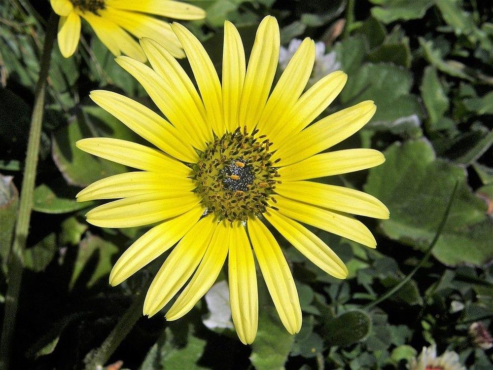 Photo of the bloom of Cape Weed (Arctotheca calendula) posted by ...