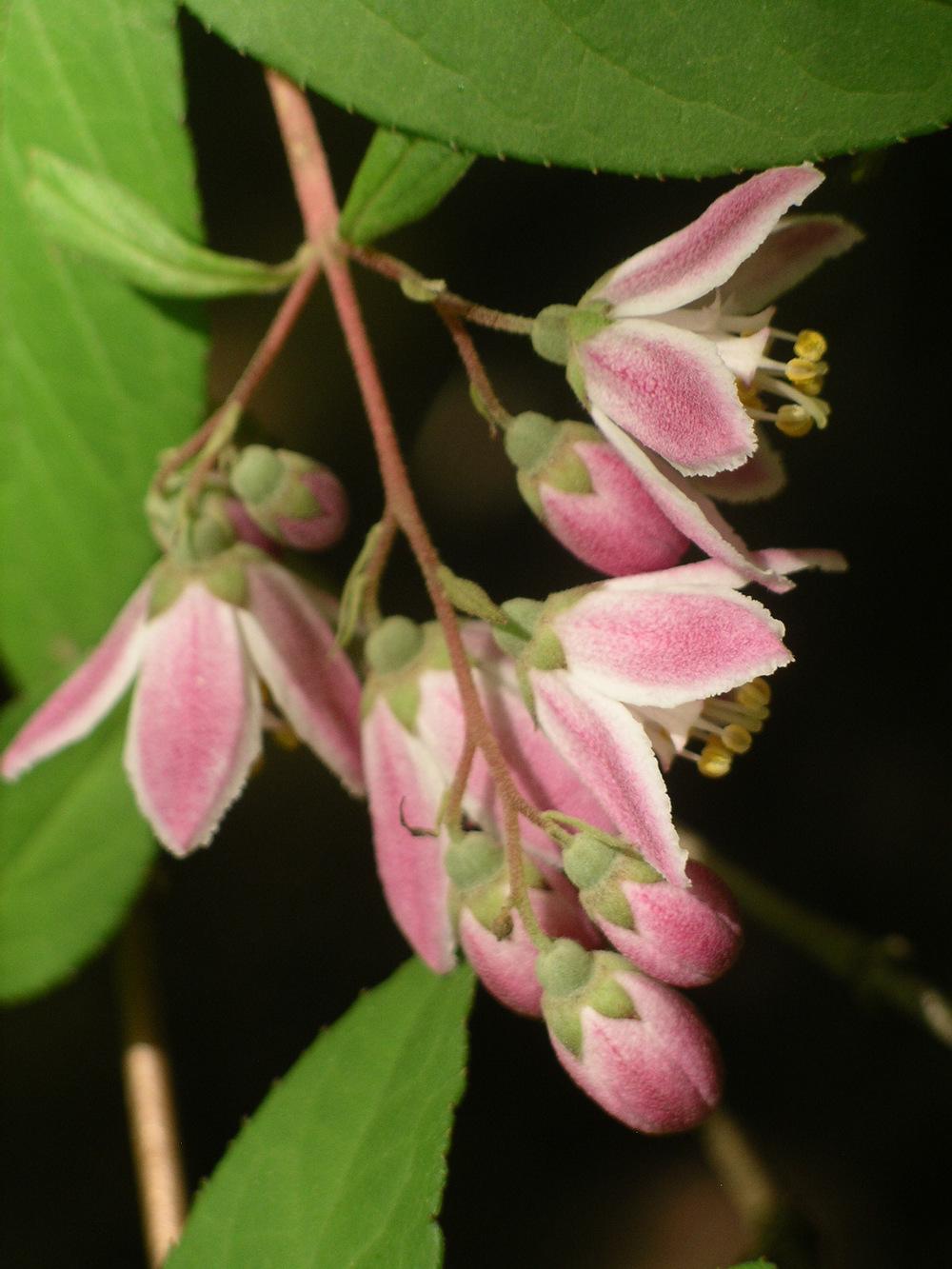 Photo of the bloom of Deutzia 'Magicien' posted by SL_gardener - Garden.org