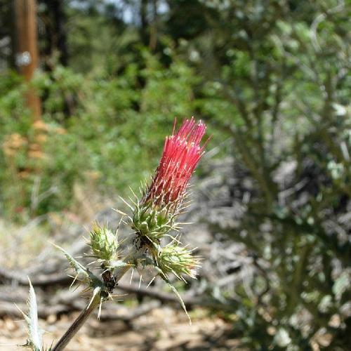 Arizona Thistle (Cirsium arizonicum) - Garden.org