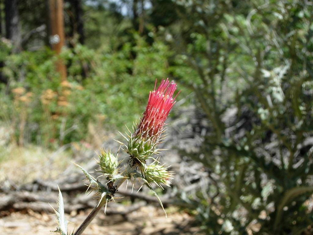 Arizona Thistle (Cirsium arizonicum) - Garden.org