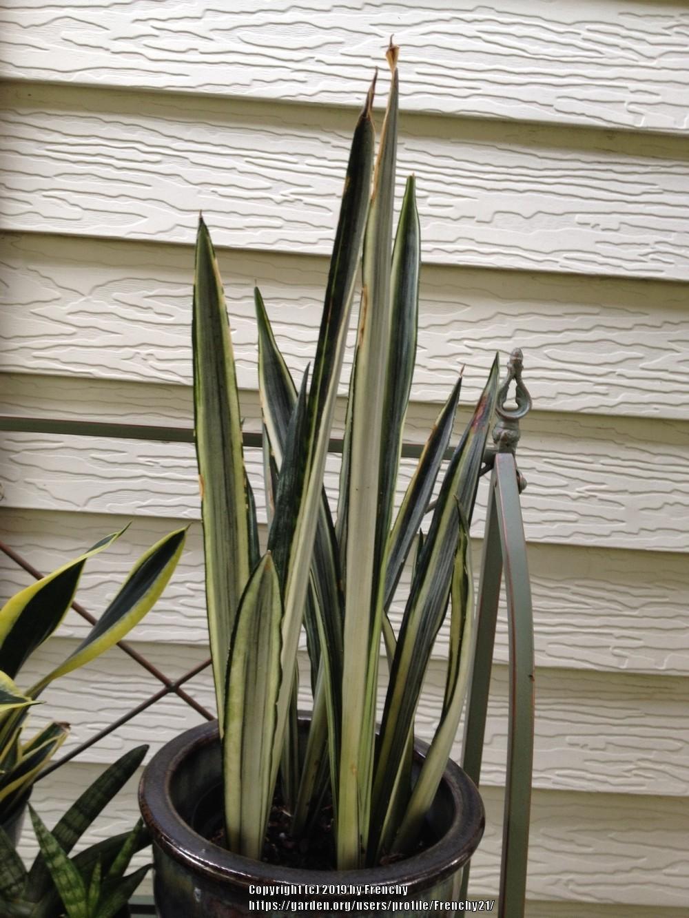 Snake Plants: Plant Care and Collection of Varieties - Garden.org