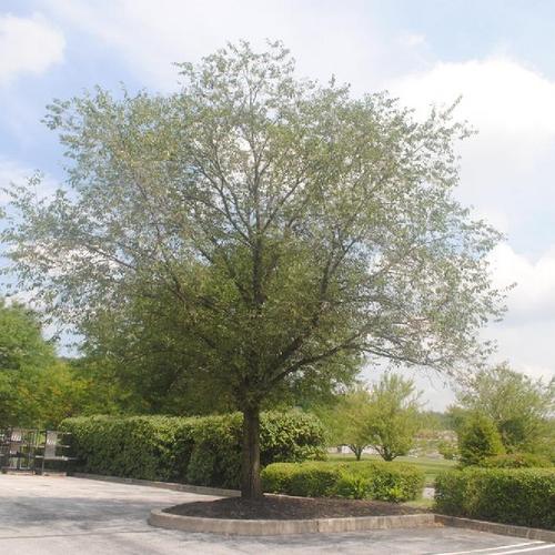 Smoothleaf Elm (Ulmus minor 'Homestead') - Garden.org