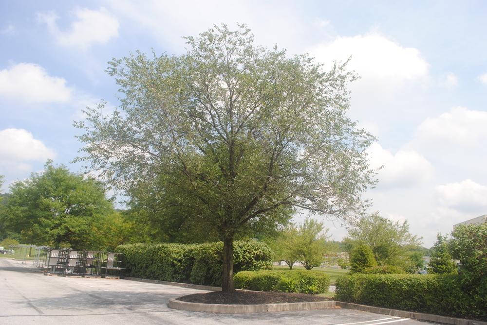 Smoothleaf Elm (Ulmus minor 'Homestead') - Garden.org