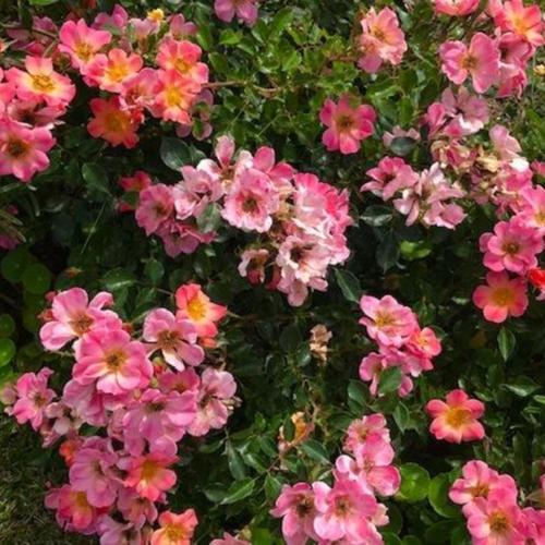 Rose (Rosa 'Happy Chappy') in the Roses Database - Garden.org