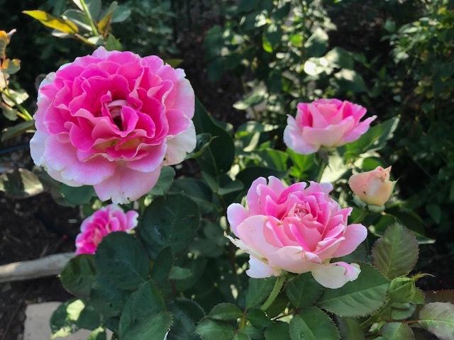 Rose (Rosa 'Color Me Pink') in the Roses Database - Garden.org