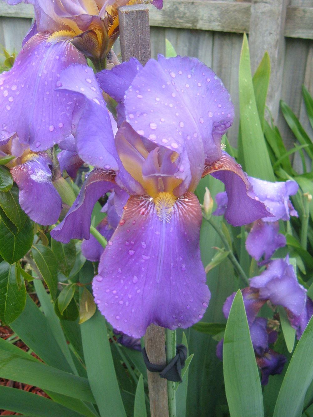 ID on a Australian Iris in the Irises forum - Garden.org