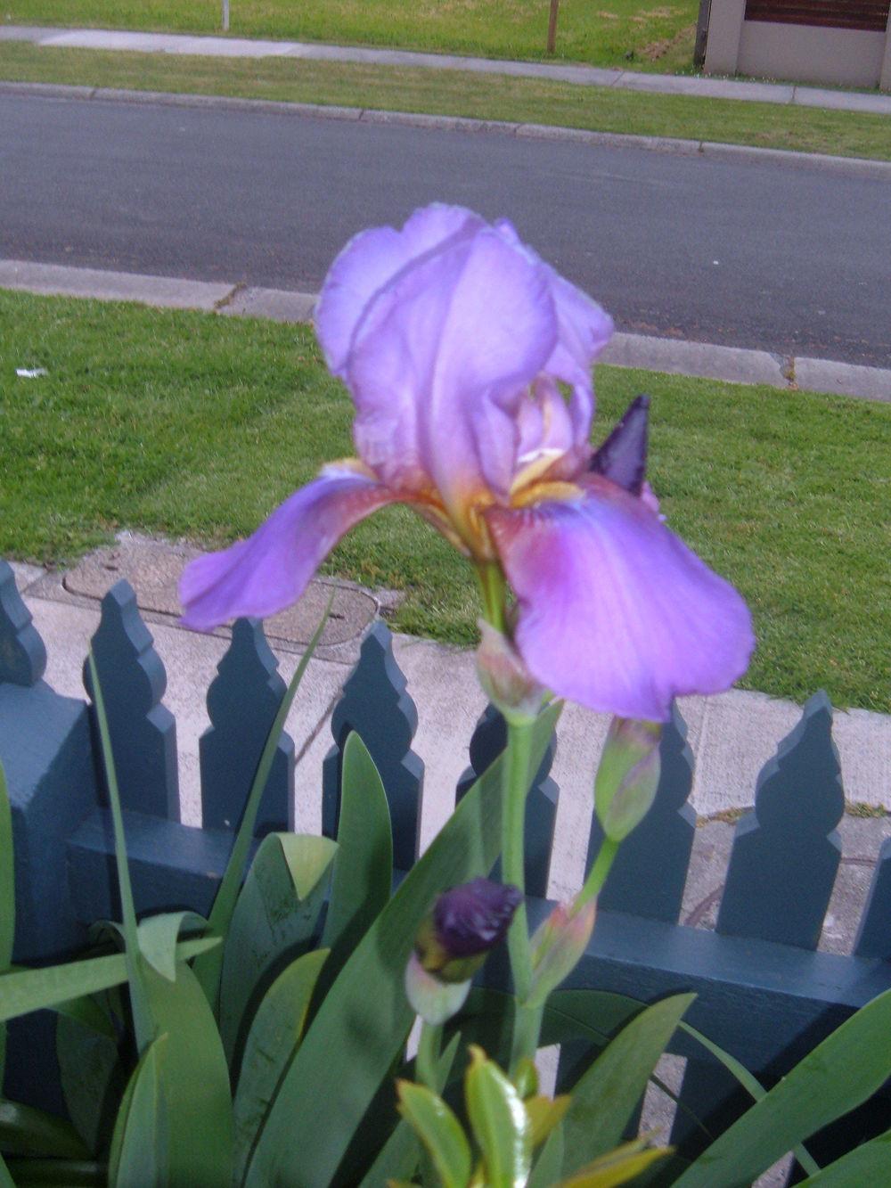ID on a Australian Iris in the Irises forum - Garden.org