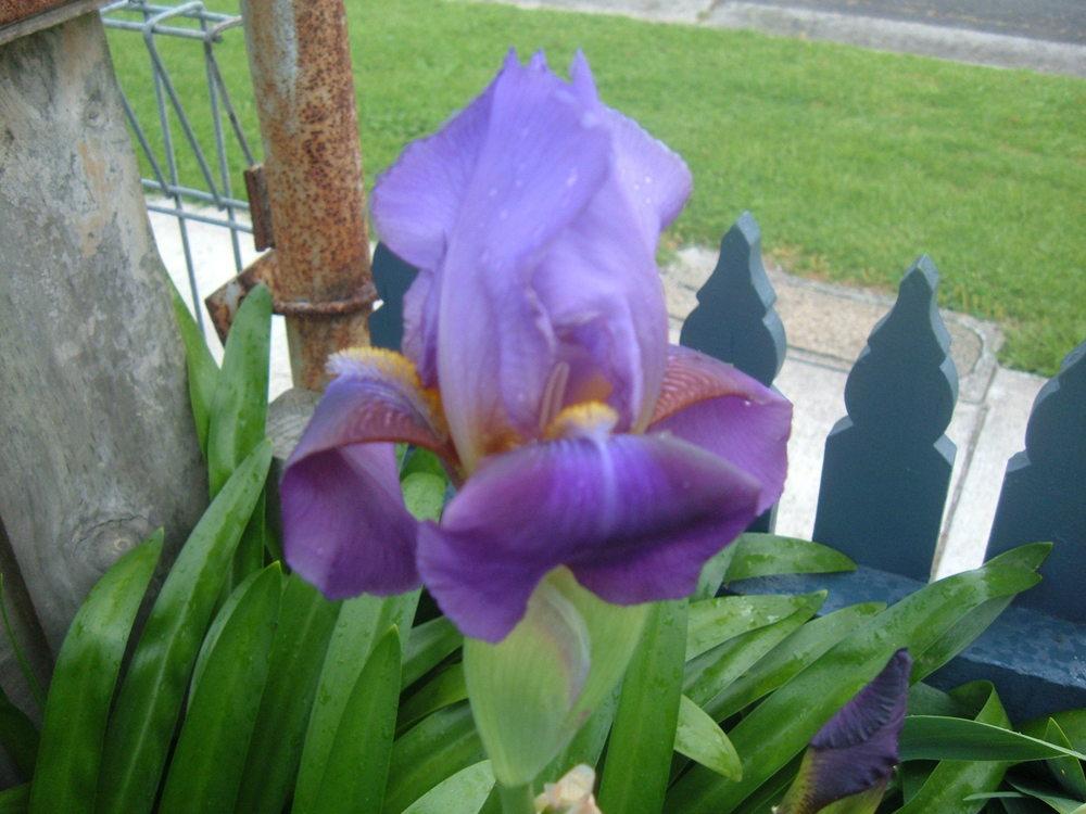 ID on a Australian Iris in the Irises forum - Garden.org