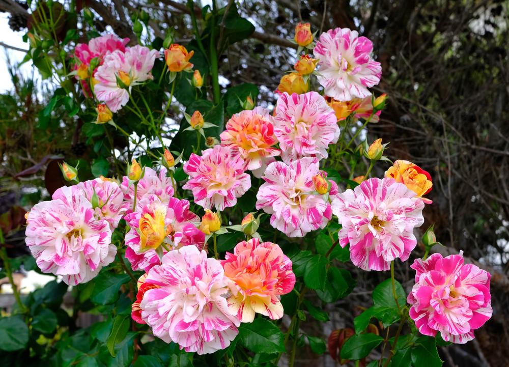 Rose (Rosa 'All American Magic') in the Roses Database - Garden.org