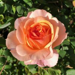 Photo of the bloom of Rose (Rosa 'Ruth Clements') posted by AnnKNCalif ...