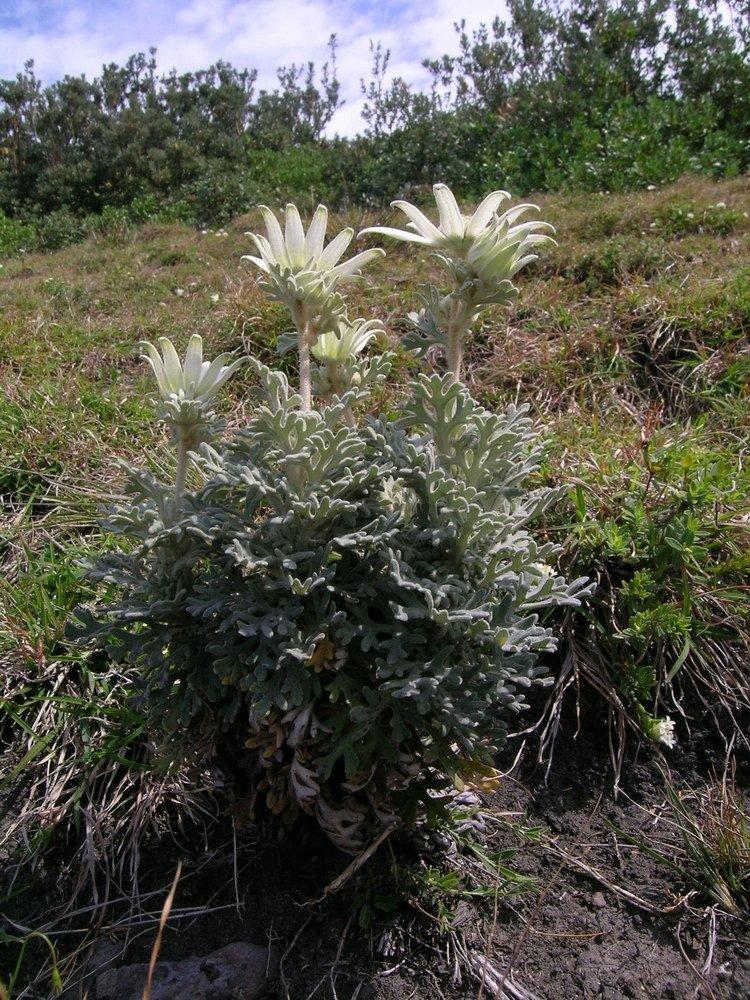 Photo of the entire plant of Flannel Flower (Actinotus helianthi ...
