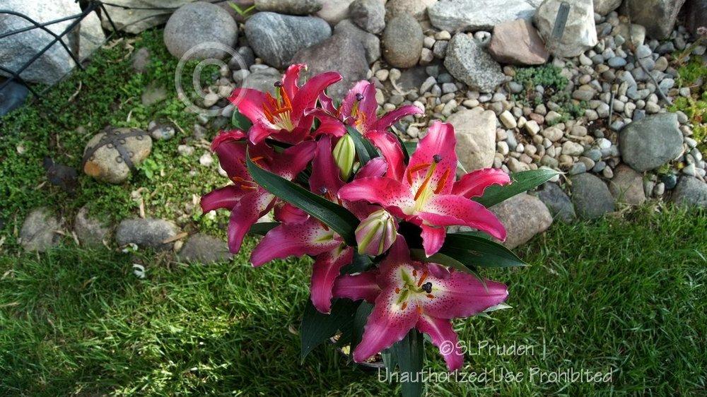 Lily (Lilium 'Starlight Express') in the Lilies Database - Garden.org