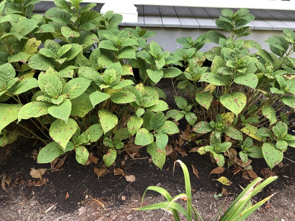 Cercospora in the Hydrangeas forum - Garden.org