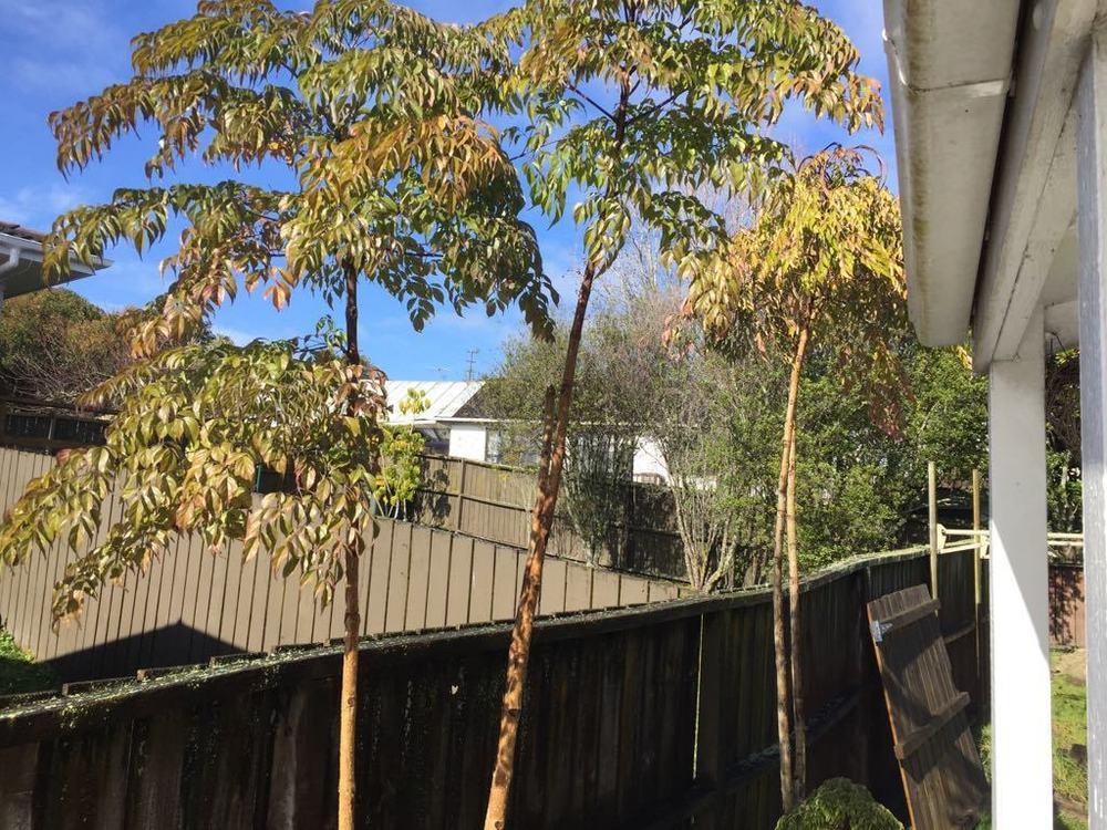 China Doll Tree - Want to reduce leggy look and make bushier in the Ask ...