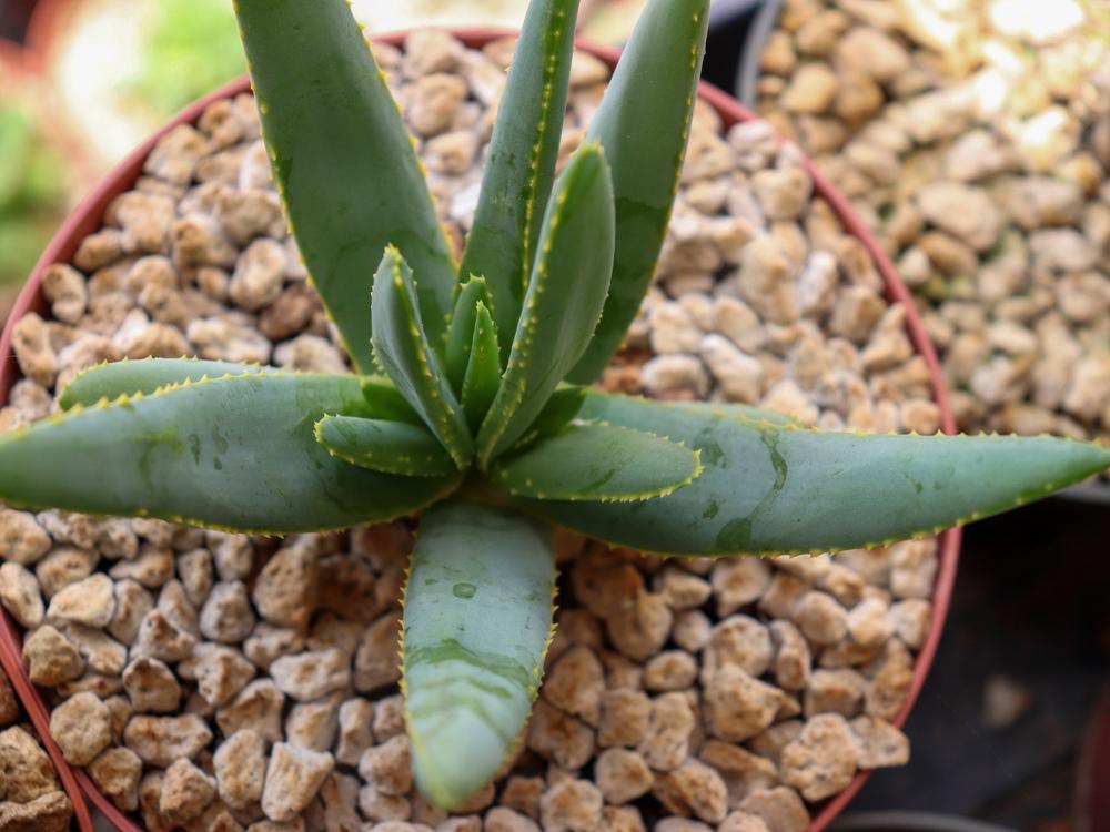 Photo of the seedling or young plant of Maiden's Quiver Tree ...