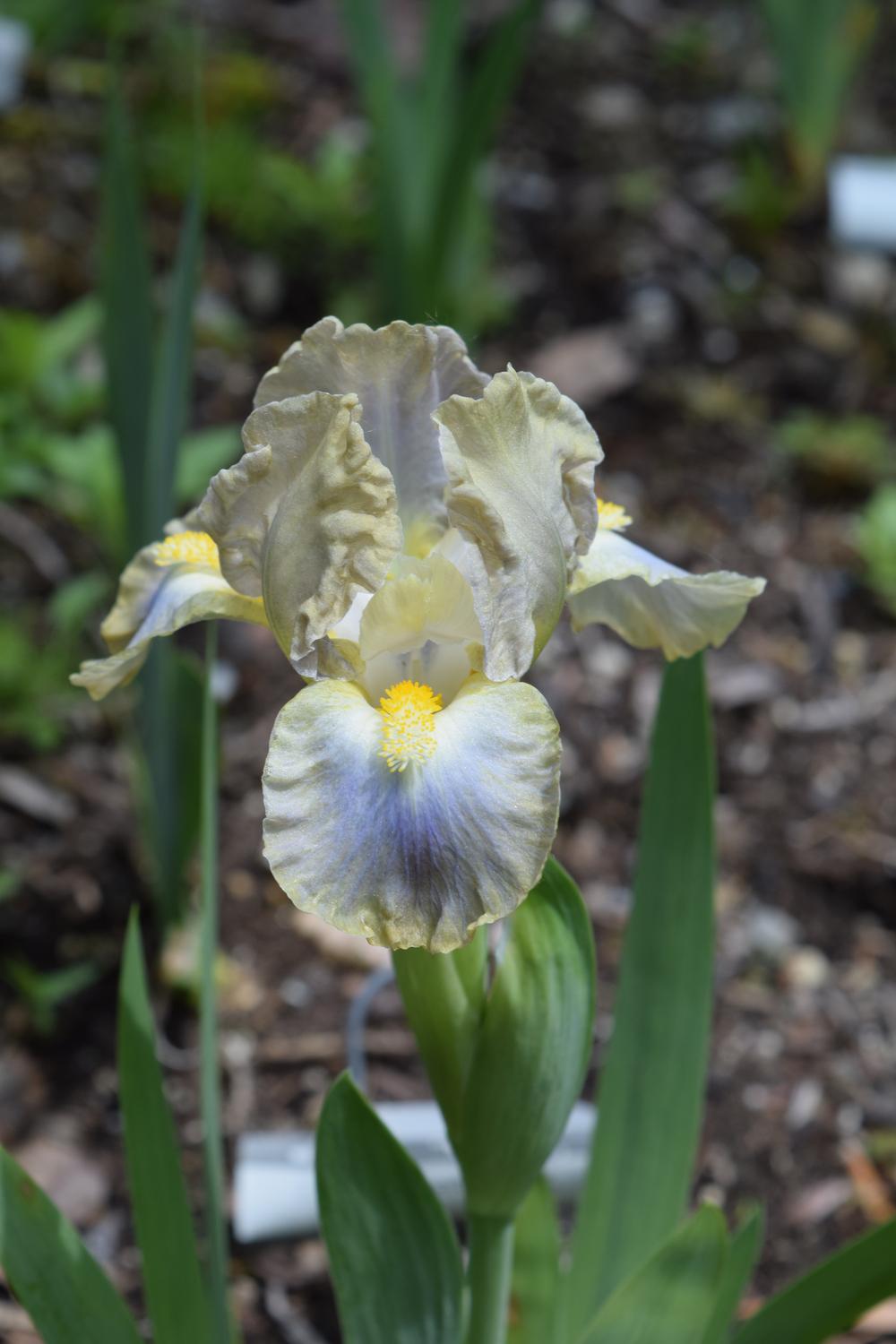 Standard Dwarf Bearded Iris (Iris 'Fruit at the Bottom') in the Irises ...