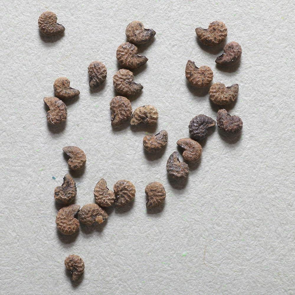 Prickly Pickle (Austrocactus bertinii) - Garden.org