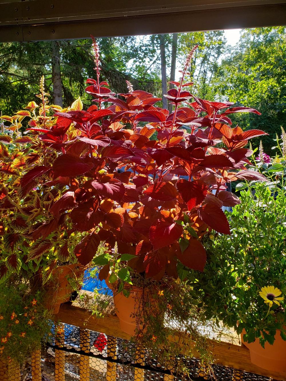 Coleus chat and photos in the Coleus forum - Garden.org