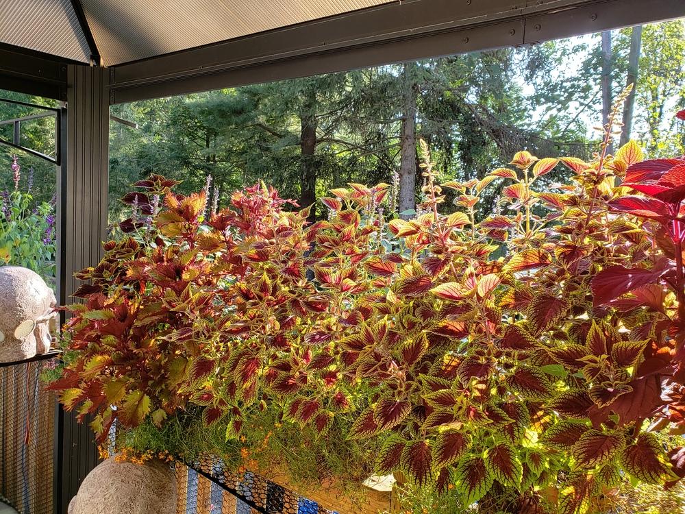Coleus chat and photos in the Coleus forum - Garden.org