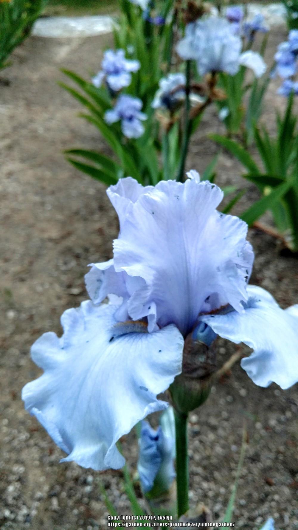 Photo of the bloom of Tall Bearded Iris (Iris 'Blue Trill') posted by ...