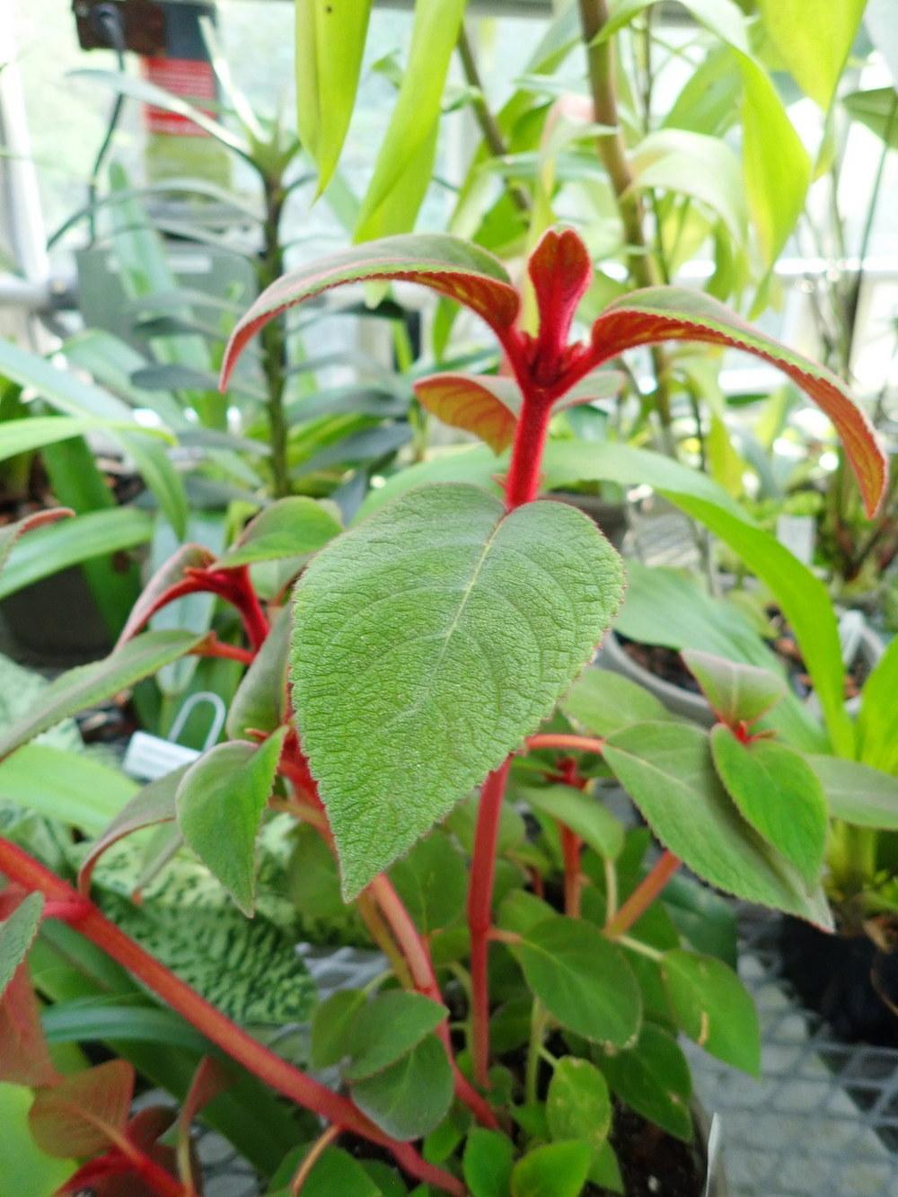 Pearcea abunda - Garden.org