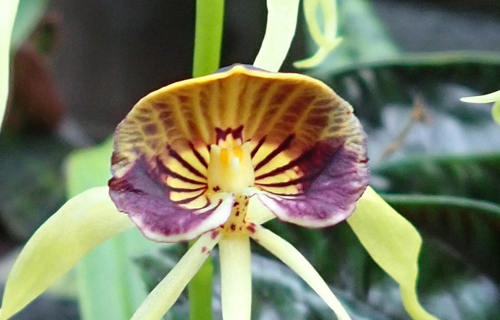 Photo of the closeup of buds, sepals and receptacles of Cockle-Shell ...