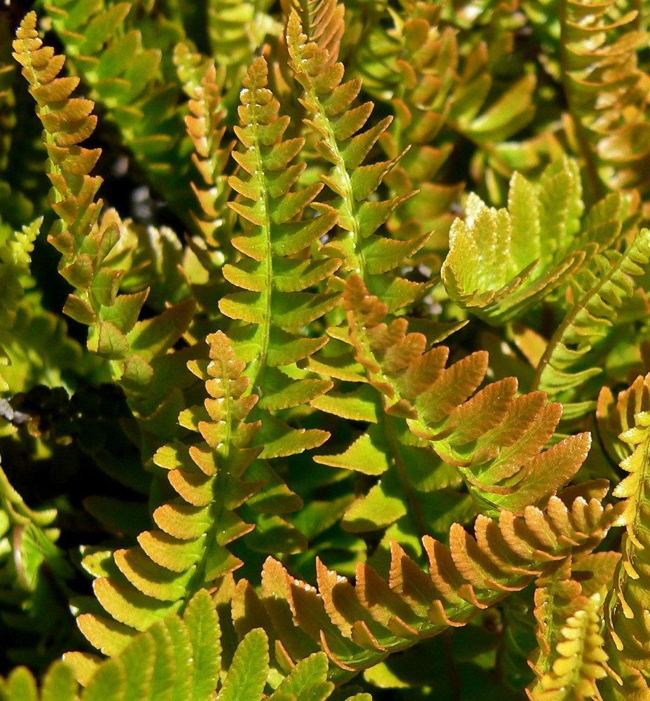 Hardy Fern (Austroblechnum microphyllum) - Garden.org