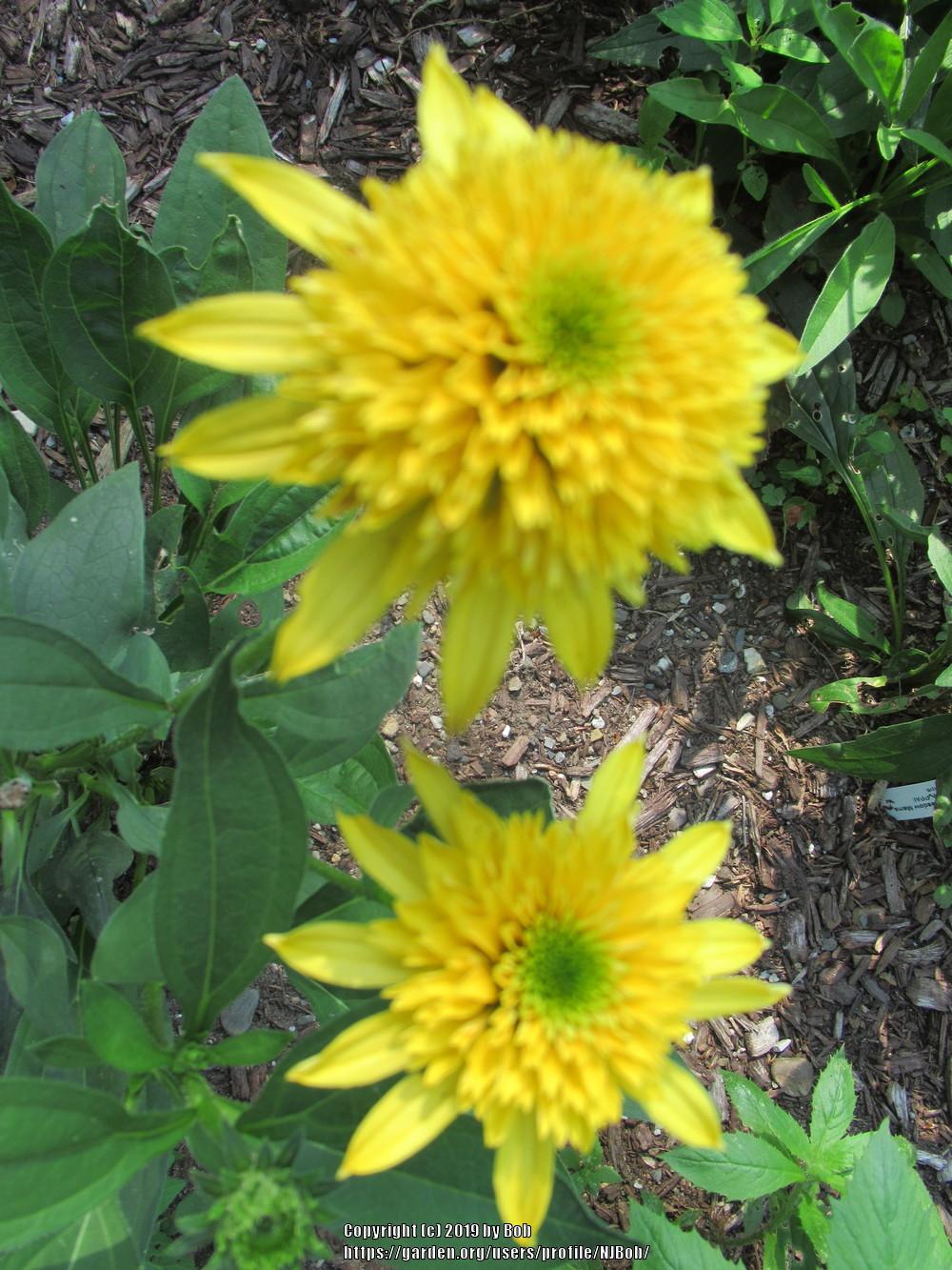 Double Coneflower (Echinacea Cara Mia™ Yellow) in the Coneflowers ...