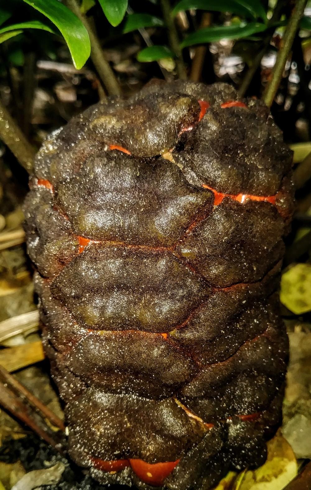 Photo of the cone of Coontie (Zamia integrifolia) posted by ScotTi ...