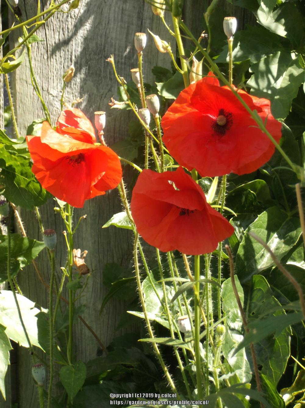 colcol's Plant List - Garden.org