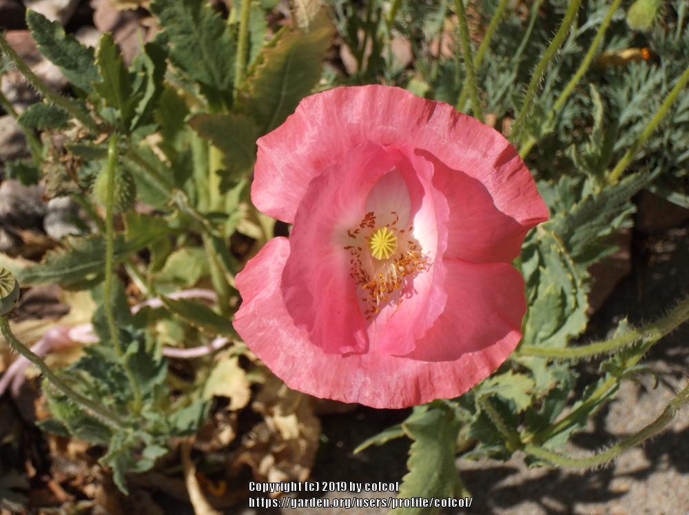 colcol's Plant List - Garden.org