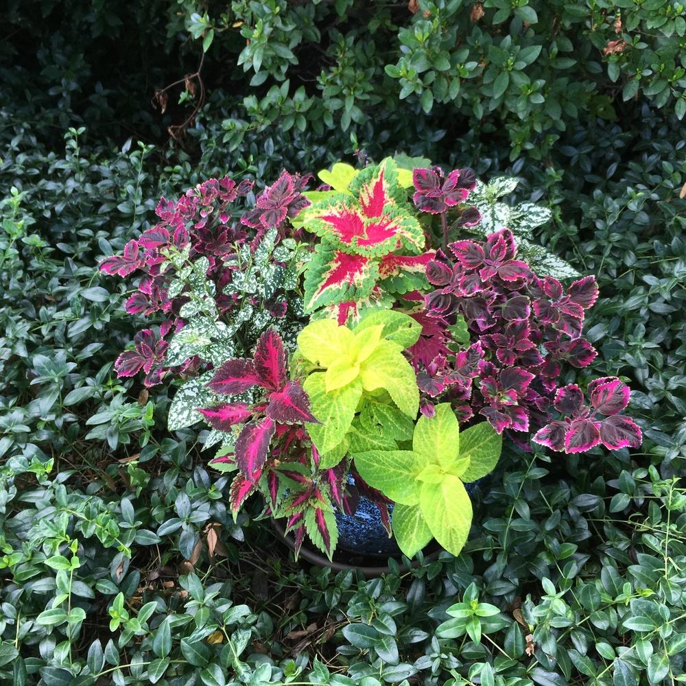Coleus chat and photos in the Coleus forum - Garden.org