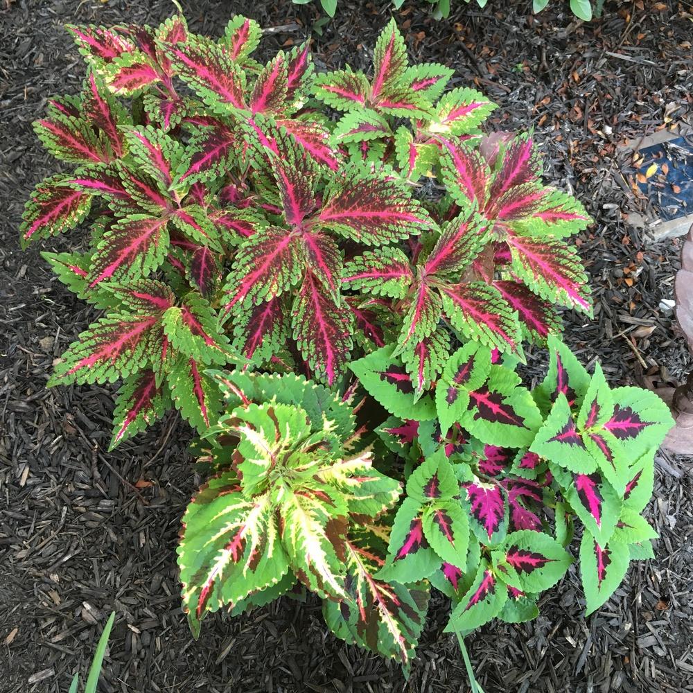 Coleus chat and photos in the Coleus forum - Garden.org