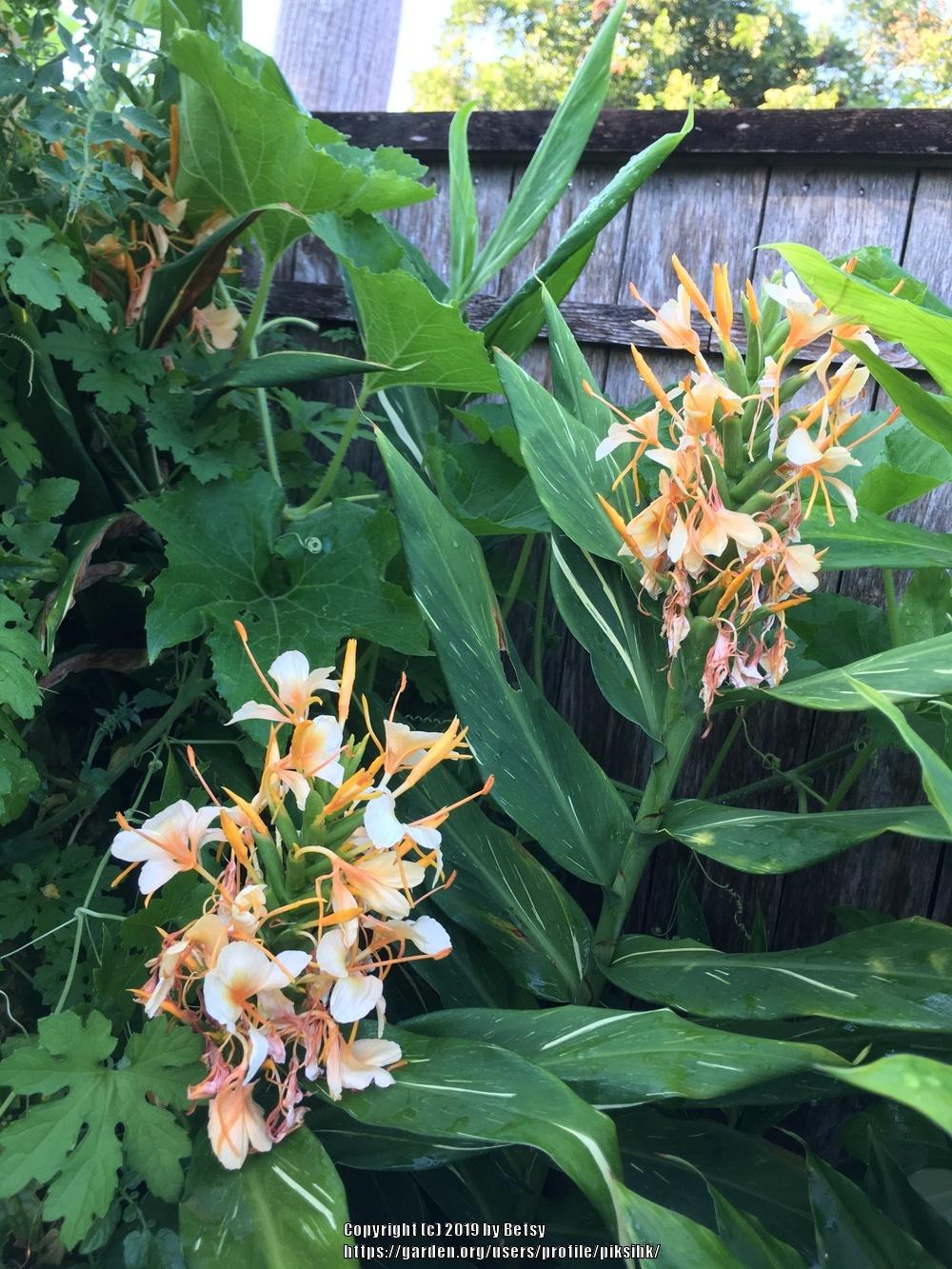 Viewing post #2039010 by piksihk - Garden.org