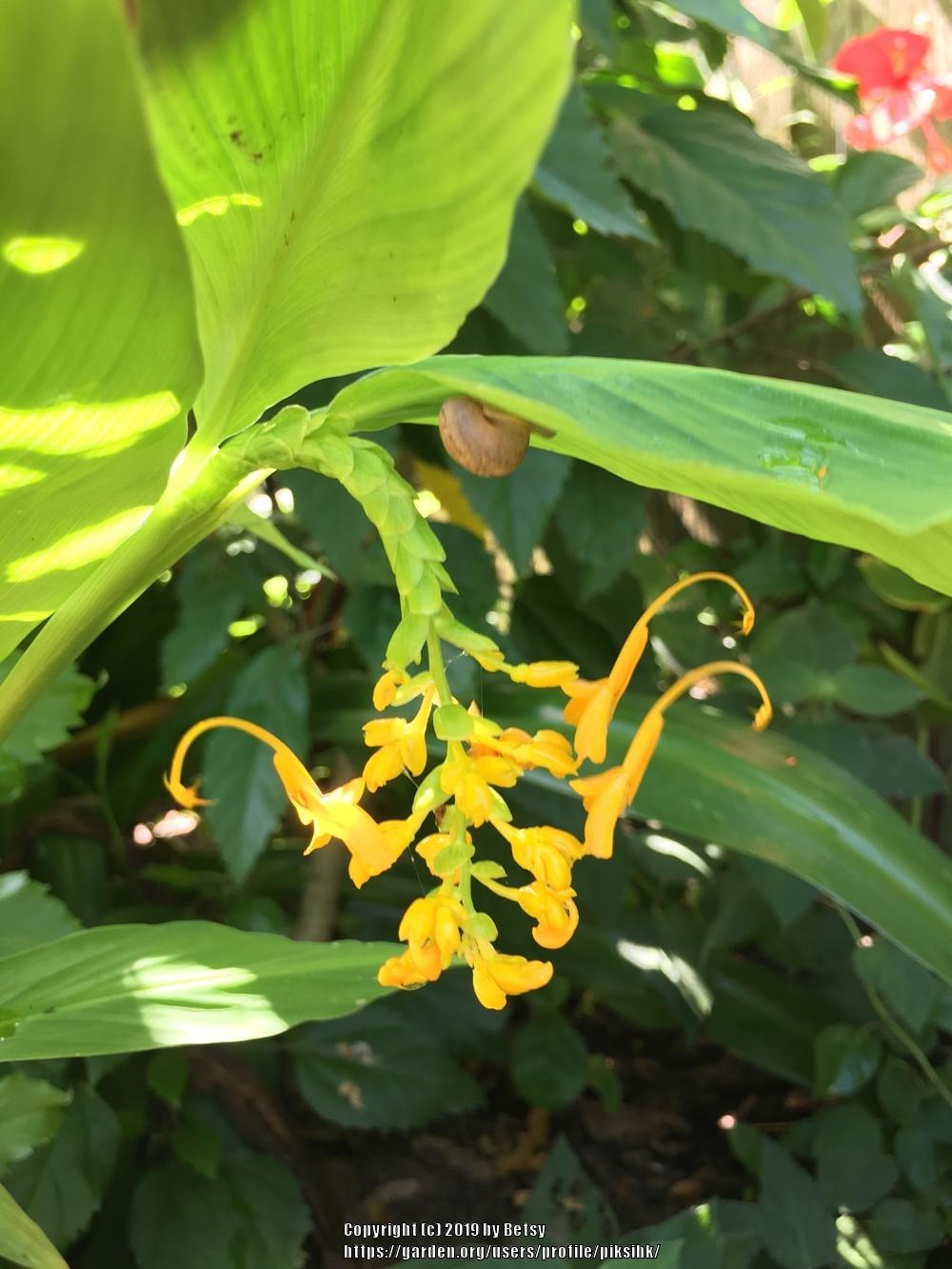 Viewing post #2039010 by piksihk - Garden.org