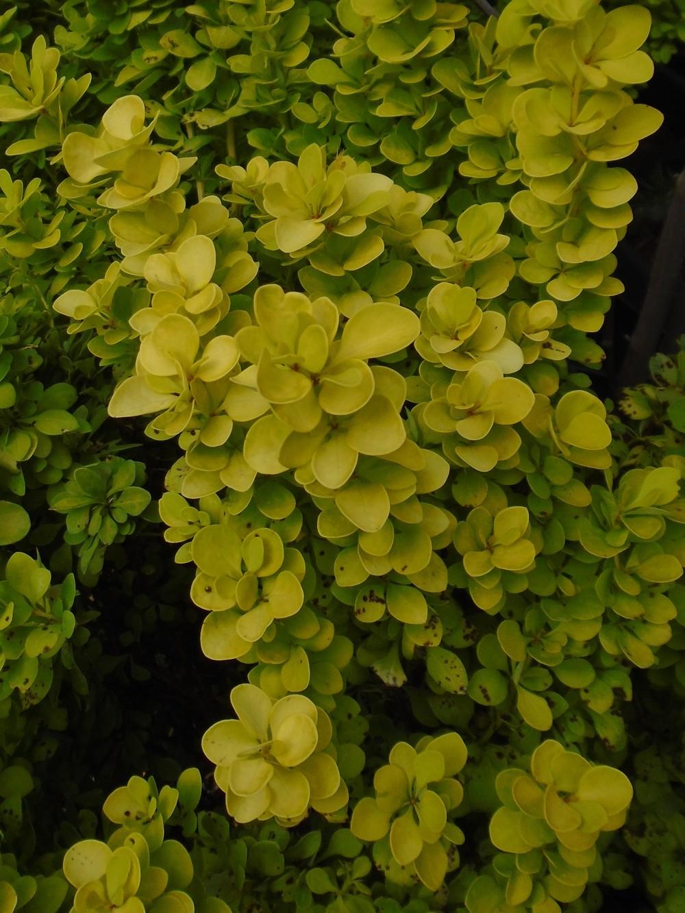 Japanese Barberry (Berberis thunbergii Golden Torch®) in the Barberries ...