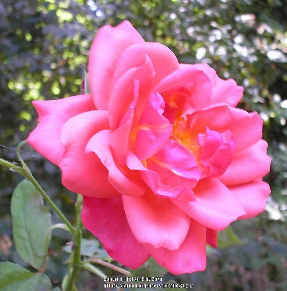 Rose (Rosa 'Movement') in the Roses Database - Garden.org