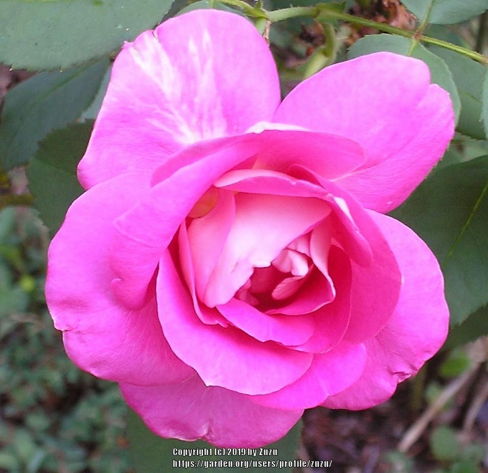 Rose (Rosa 'Magic East') in the Roses Database - Garden.org