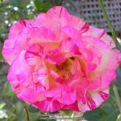 Photo of the bloom of Rose (Rosa 'Camille Pissarro') posted by zuzu ...