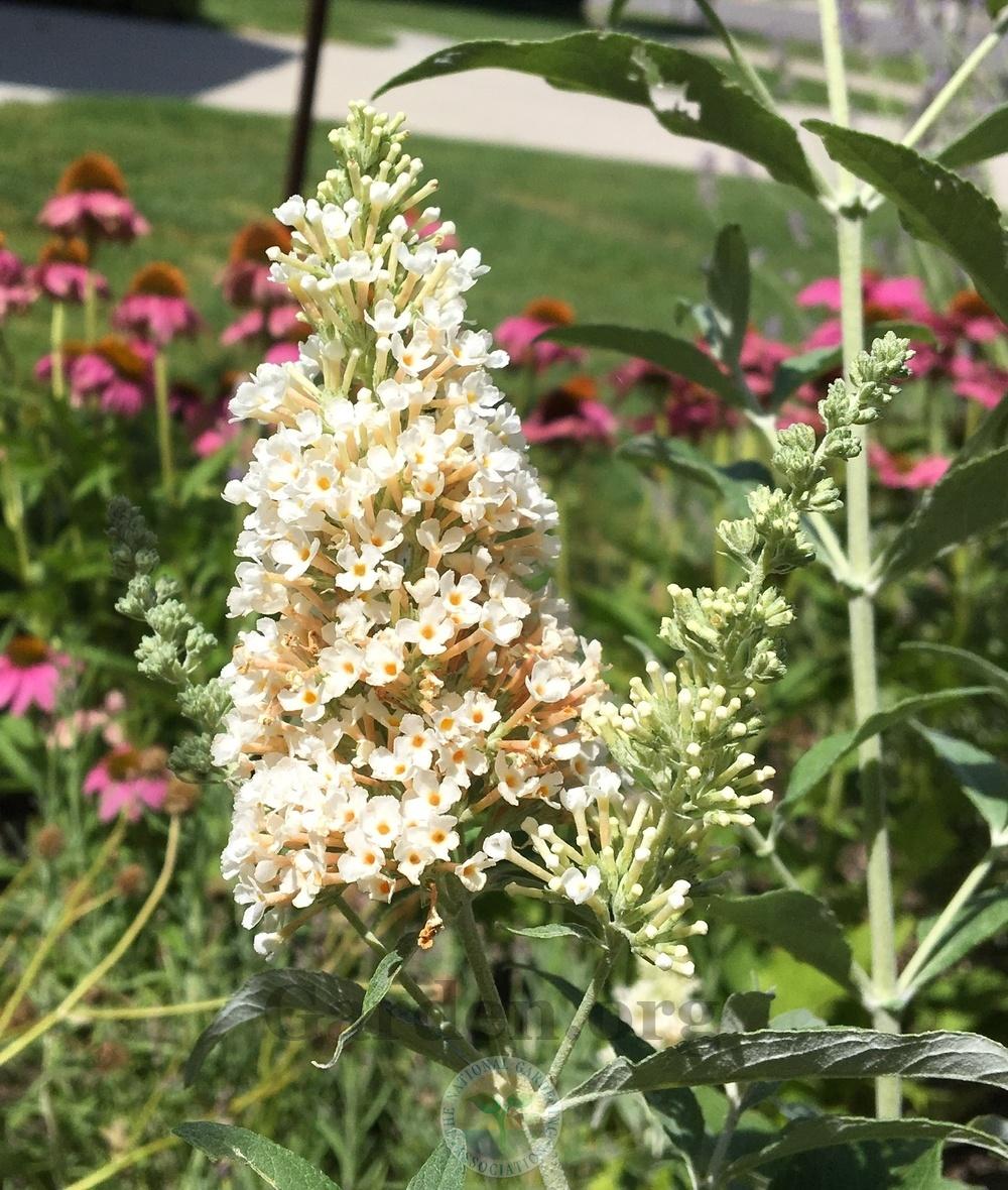 Photo of the bloom of Butterfly Bush (Buddleja davidii Buzz™ Ivory ...