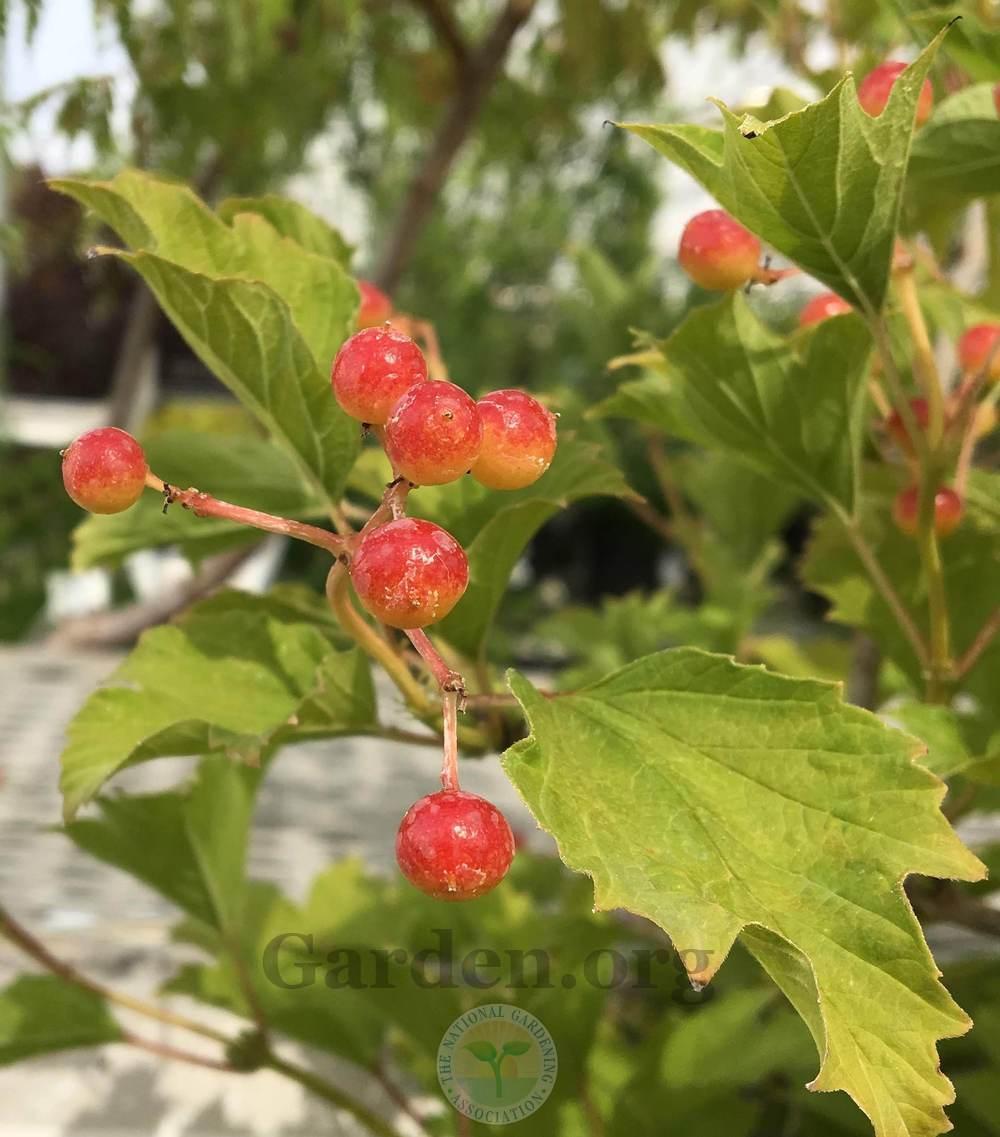 Photo of the fruit of Crampbark Tree (Viburnum trilobum 'Compactum ...