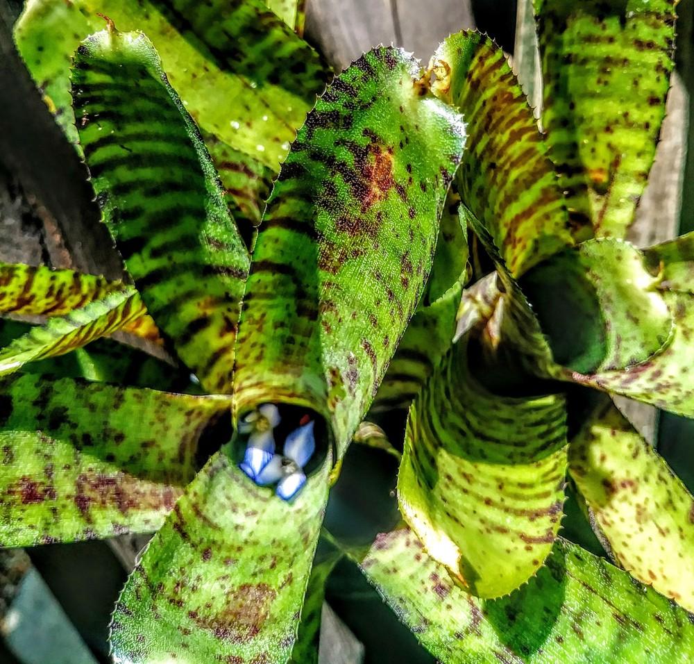 August 2019 in the Bromeliads forum - Garden.org