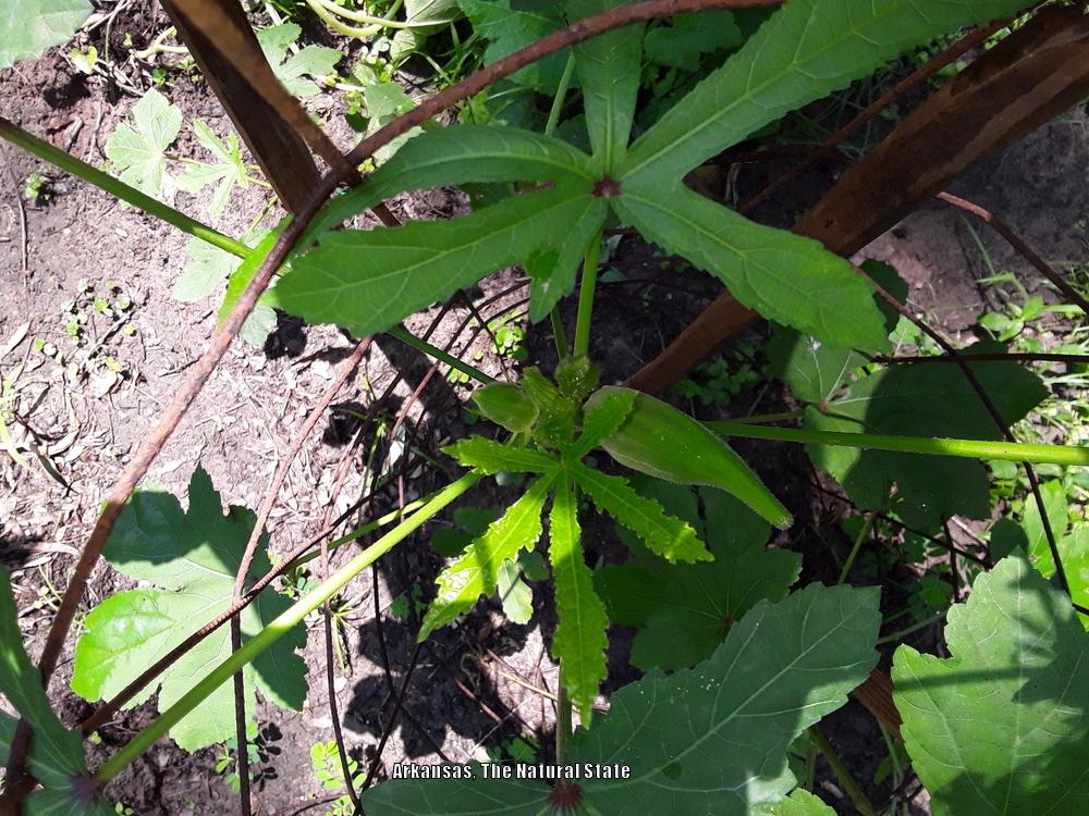 Okra: Plant Care and Collection of Varieties - Garden.org
