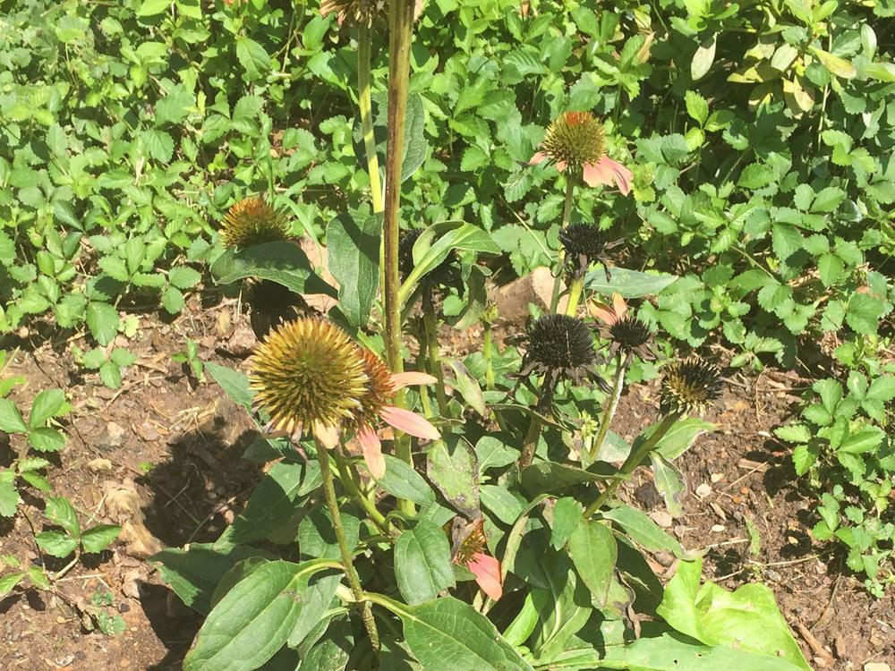 What might be causing my coneflower problem? in the Ask a Question ...