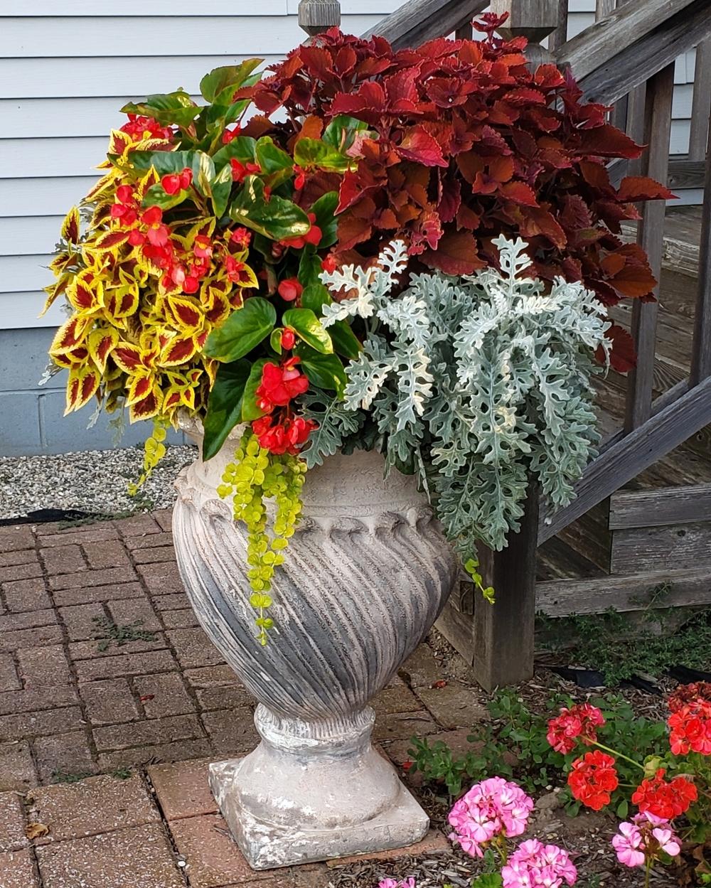 Summer Containers in the Containers forum - Garden.org