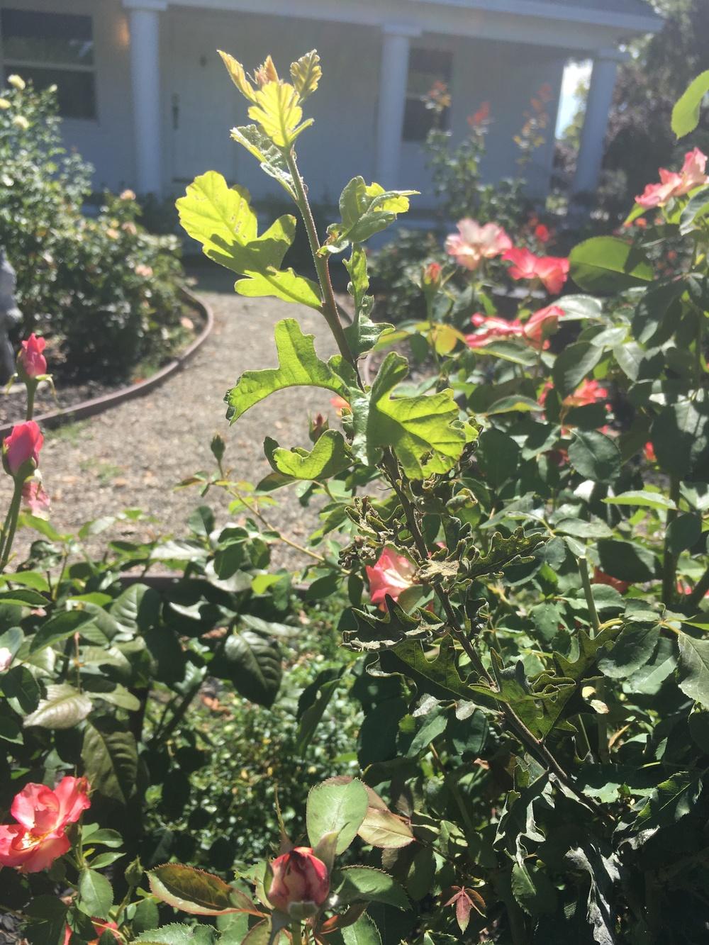 Tree saplings growing in roses in the Roses forum - Garden.org