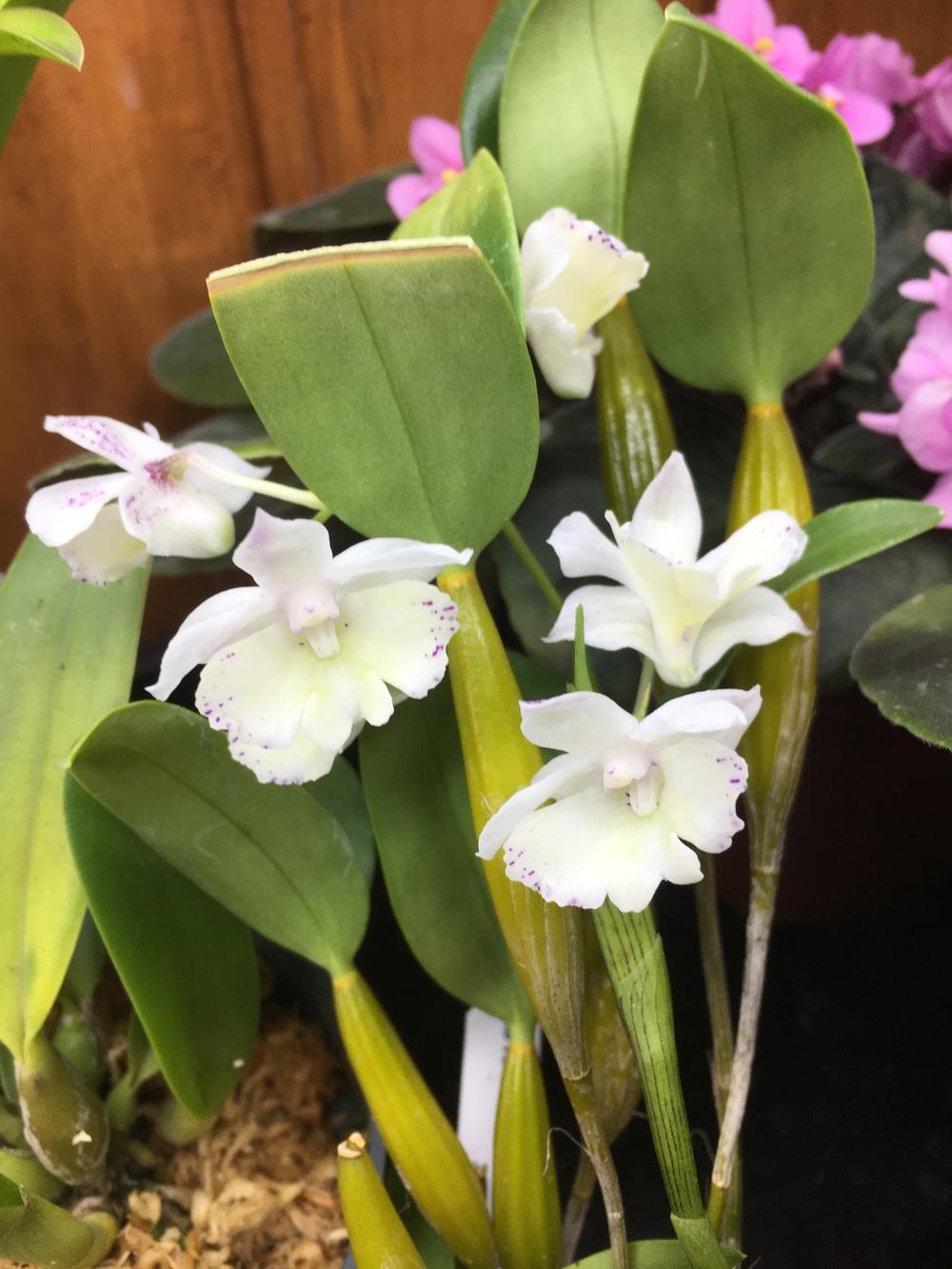 Den. Micro Chip x Roy Tokunaga in the Orchids forum - Garden.org