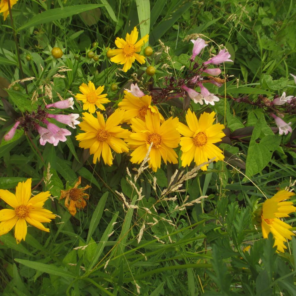 Starting Coreopsis from seed midsummer? in the Propagation forum ...