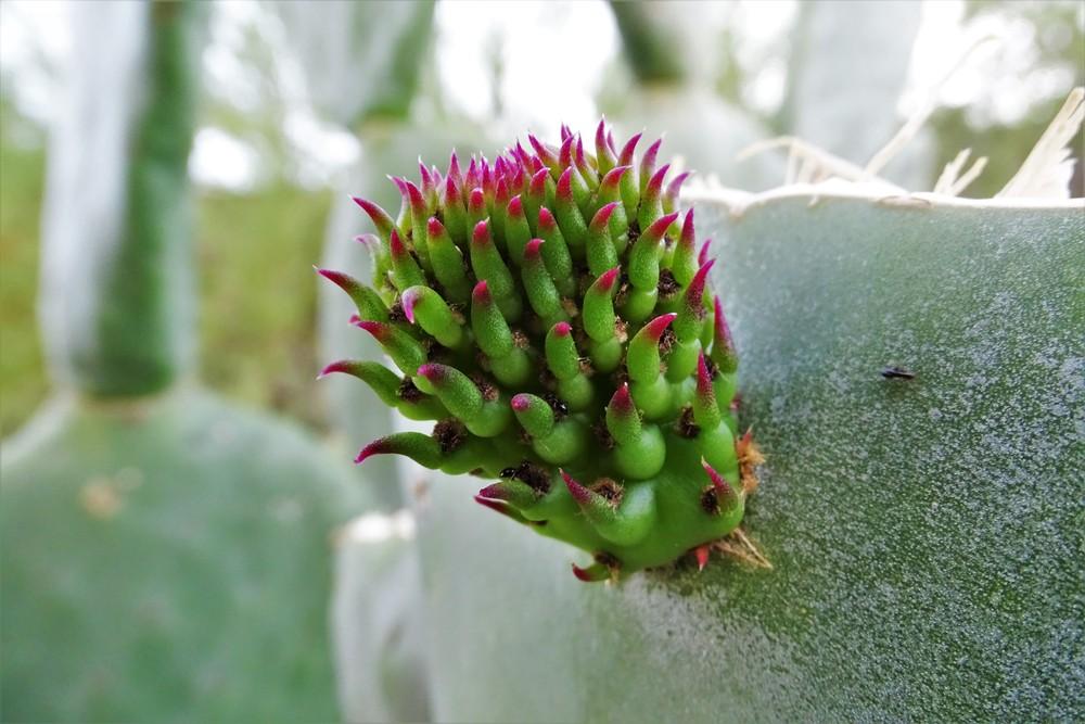 Photo of the emerging growth of Indian Fig (Opuntia ficus-indica ...